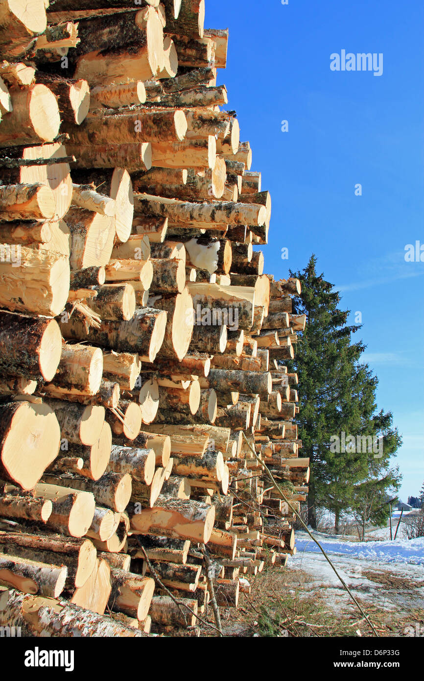 Large stack of logs and a growing spruce tree on the background Stock ...