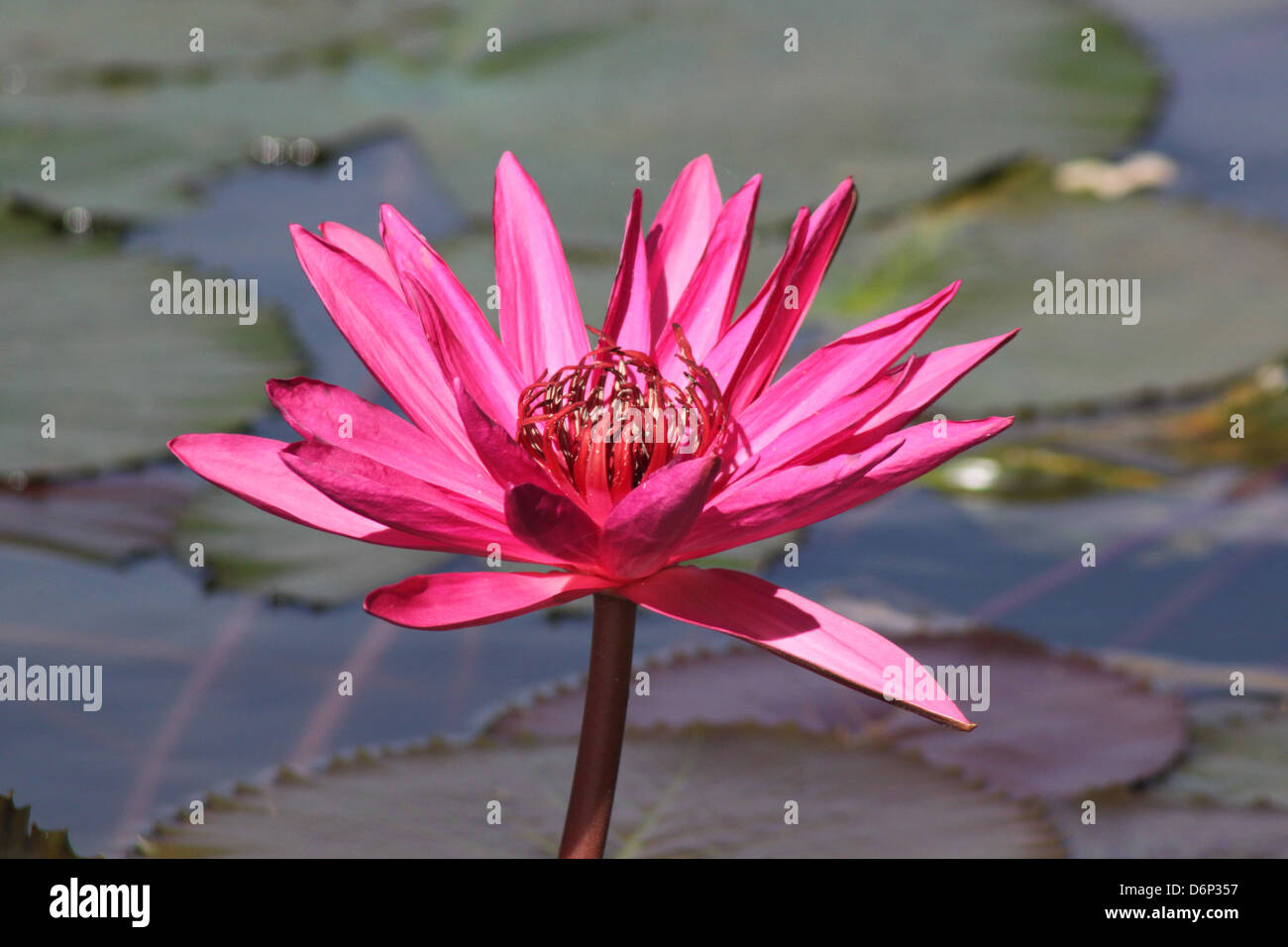 Victoria lilly hi-res stock photography and images - Alamy