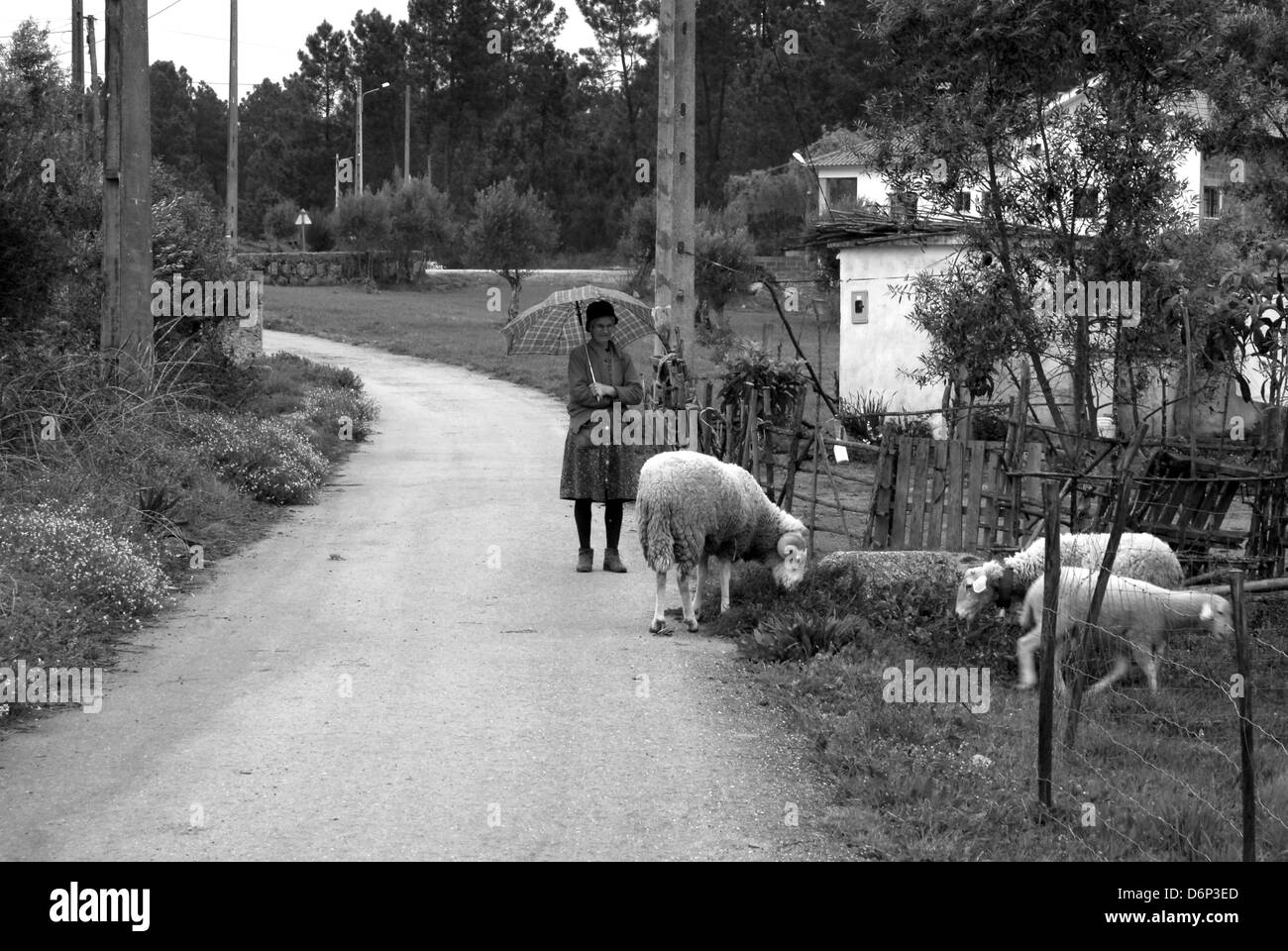 Sheep lamb Black and White Stock Photos & Images - Alamy