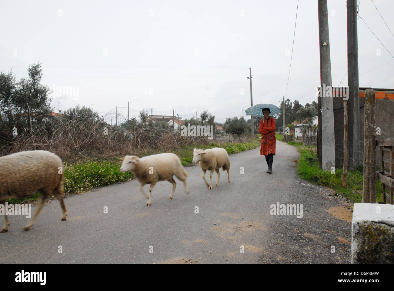 Portuguese sheep hi-res stock photography and images - Alamy