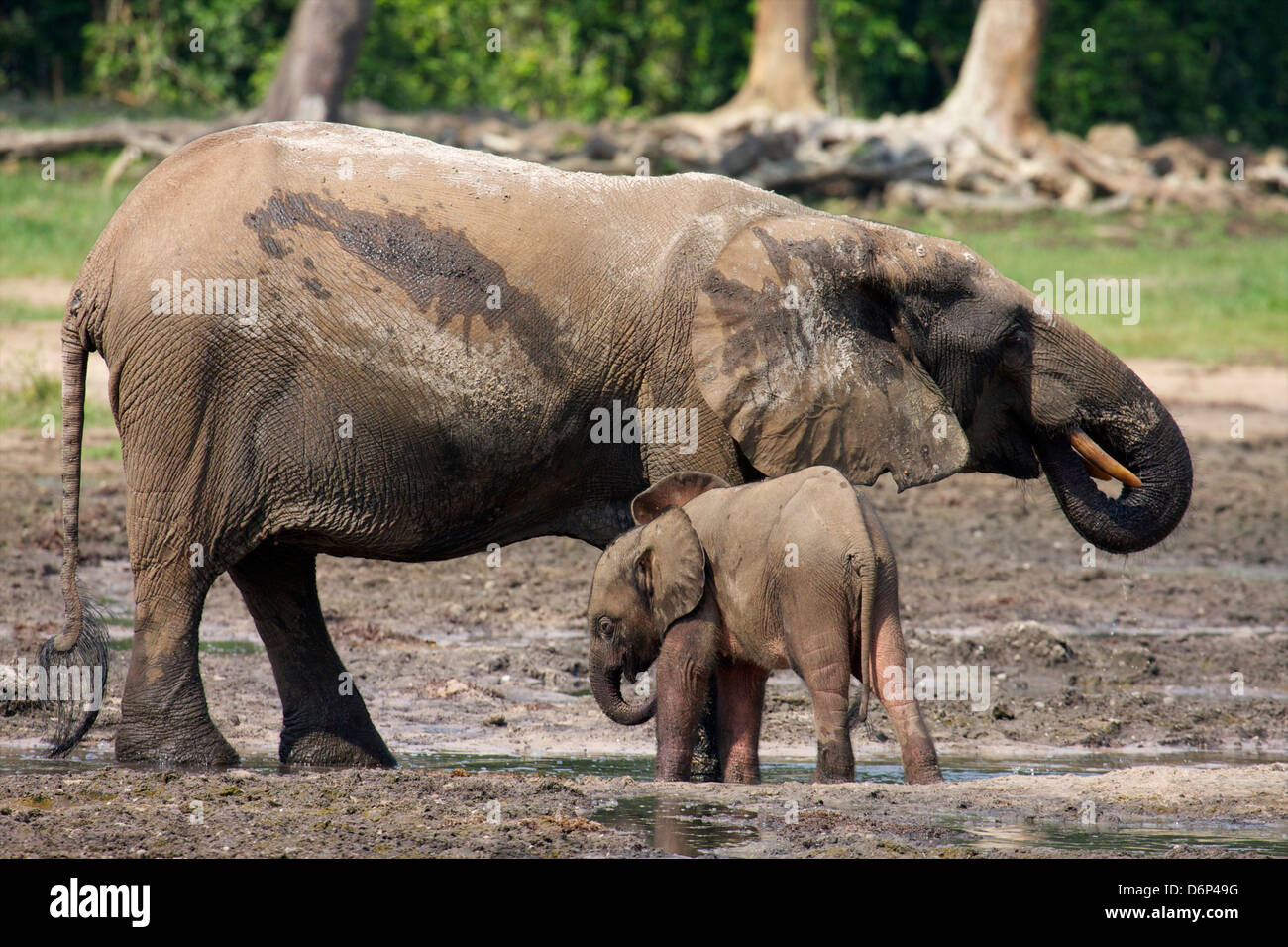 Forest Elephants mother and Calf,digging minerals (Loxodonta cyclotis ...