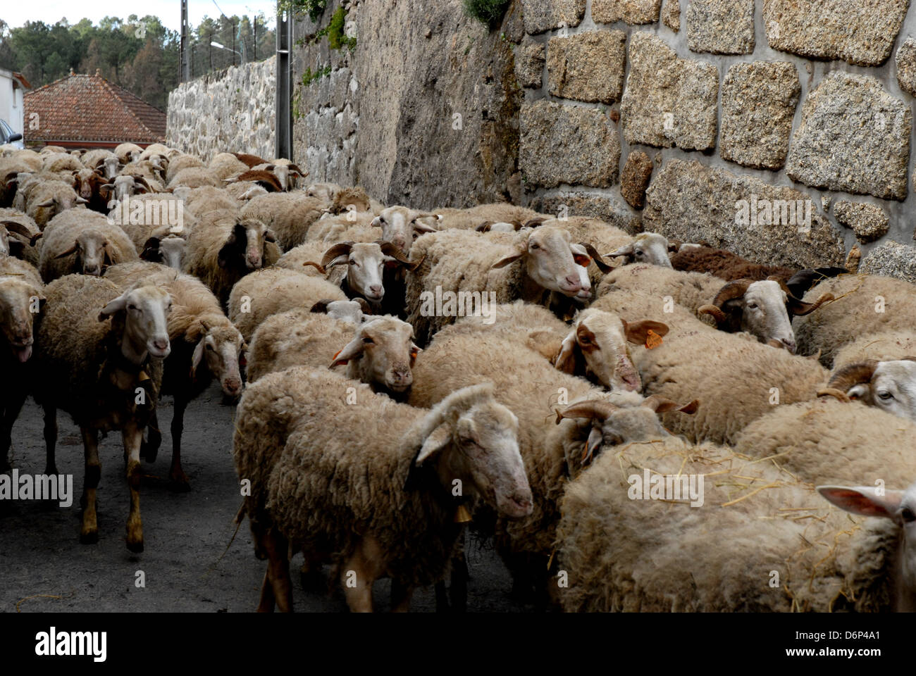 Sheep on Roads Stock Photo - Alamy
