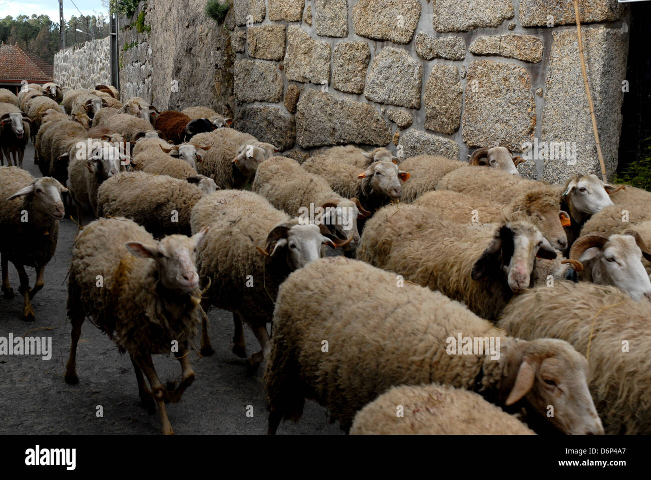 Portuguese sheep hi-res stock photography and images - Alamy