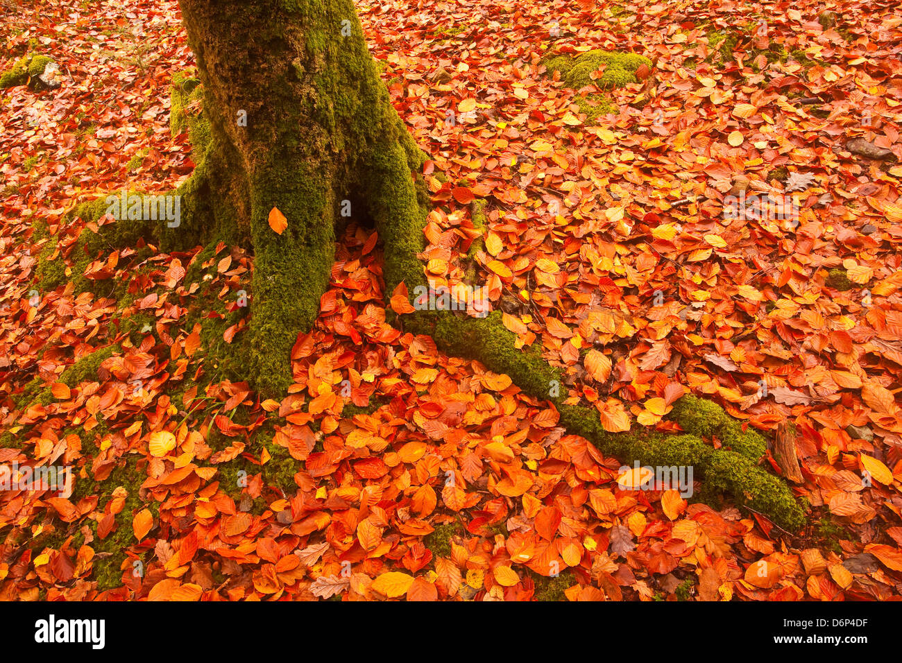 Autumn leaves in Charles Wood, Dartmoor National Park, Devon, England ...