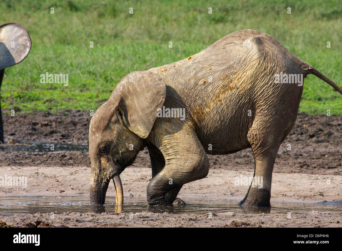Forest Elephant digging minerals, (Loxodonta cyclotis), Dzanga Bai ...