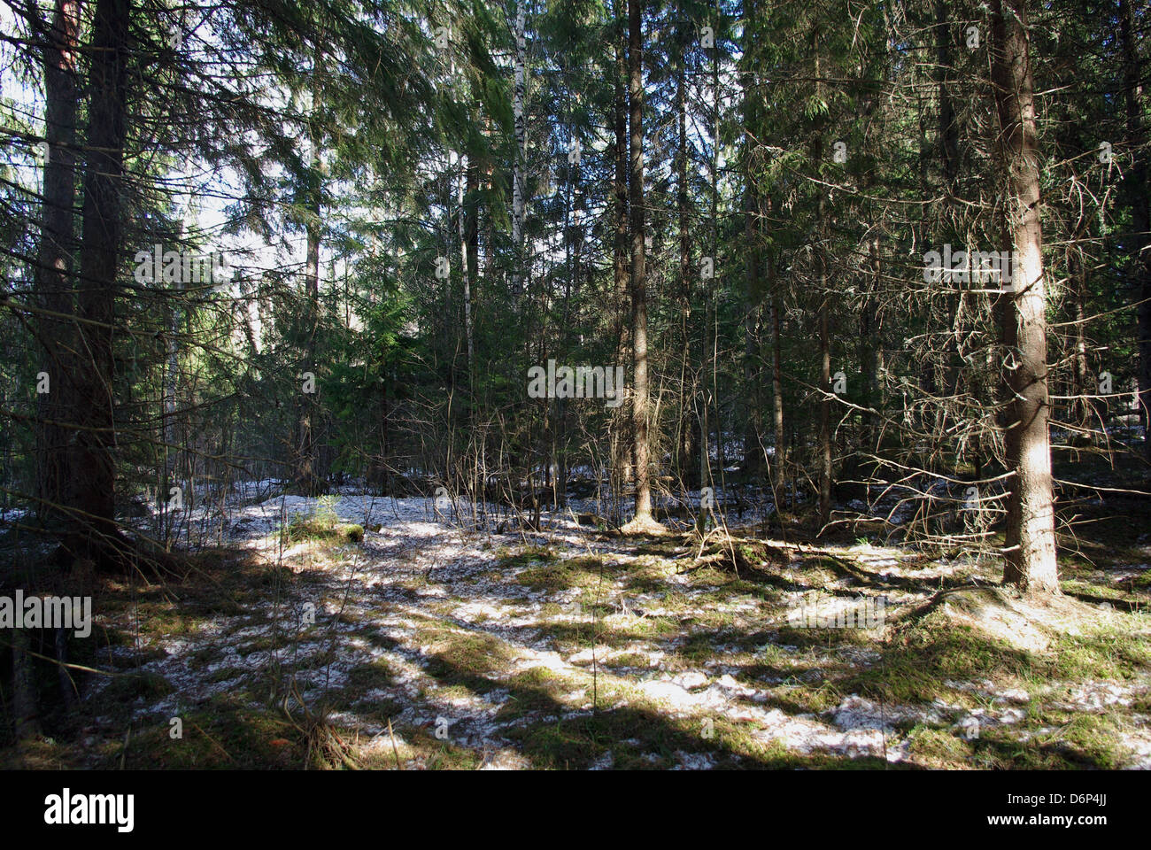 snowy forest in the spring, Finland Stock Photo - Alamy