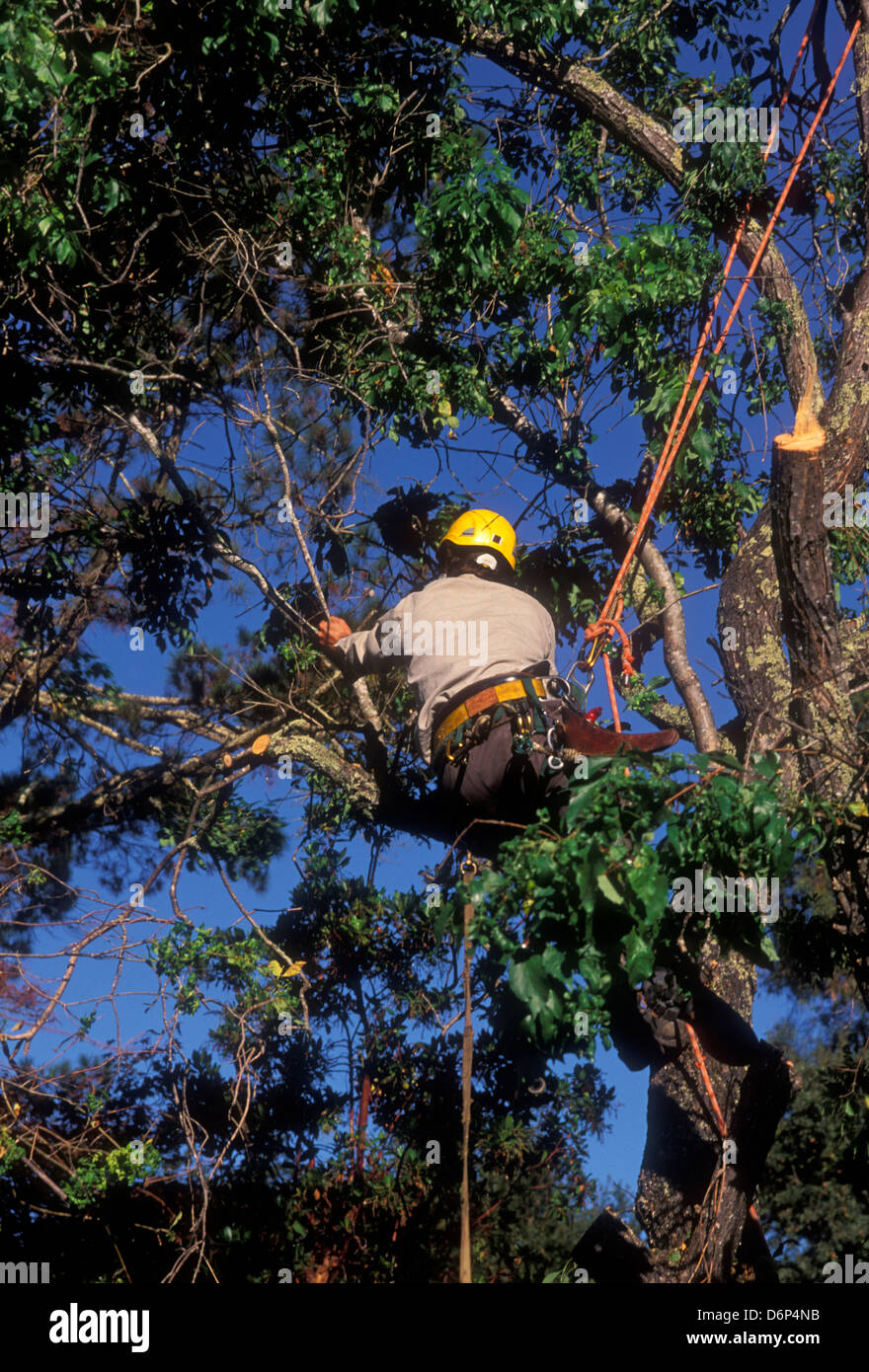 tree felling, tree feller, tree cutter, tree removal, adult man ...