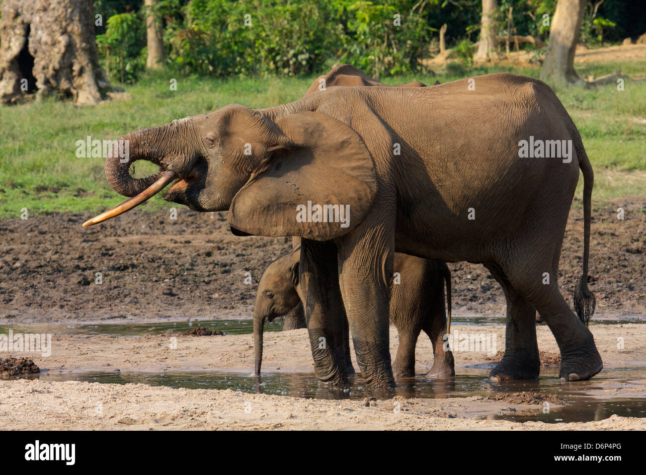 Forest Elephants ,digging minerals (Loxodonta cyclotis), Dzanga Bai ...