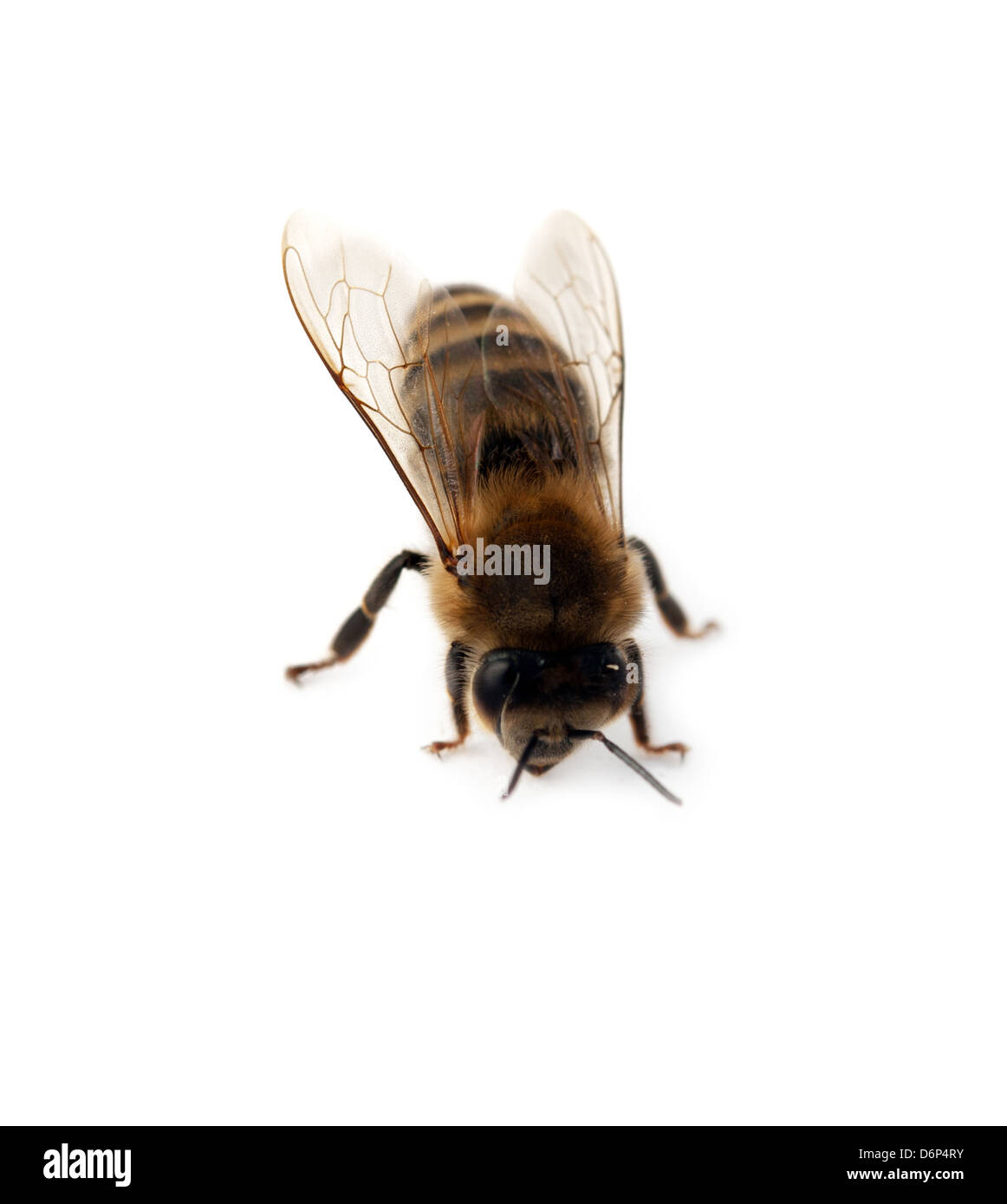 bee isolated on white background Stock Photo - Alamy