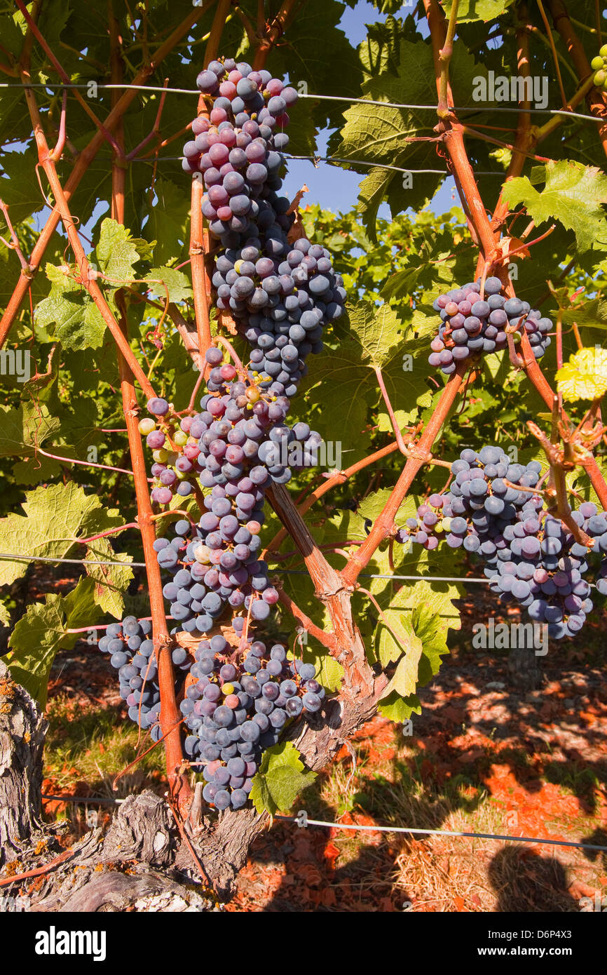 Cabernet Franc grapes growing in a Montsoreau vineyard, Maine-et-Loire ...