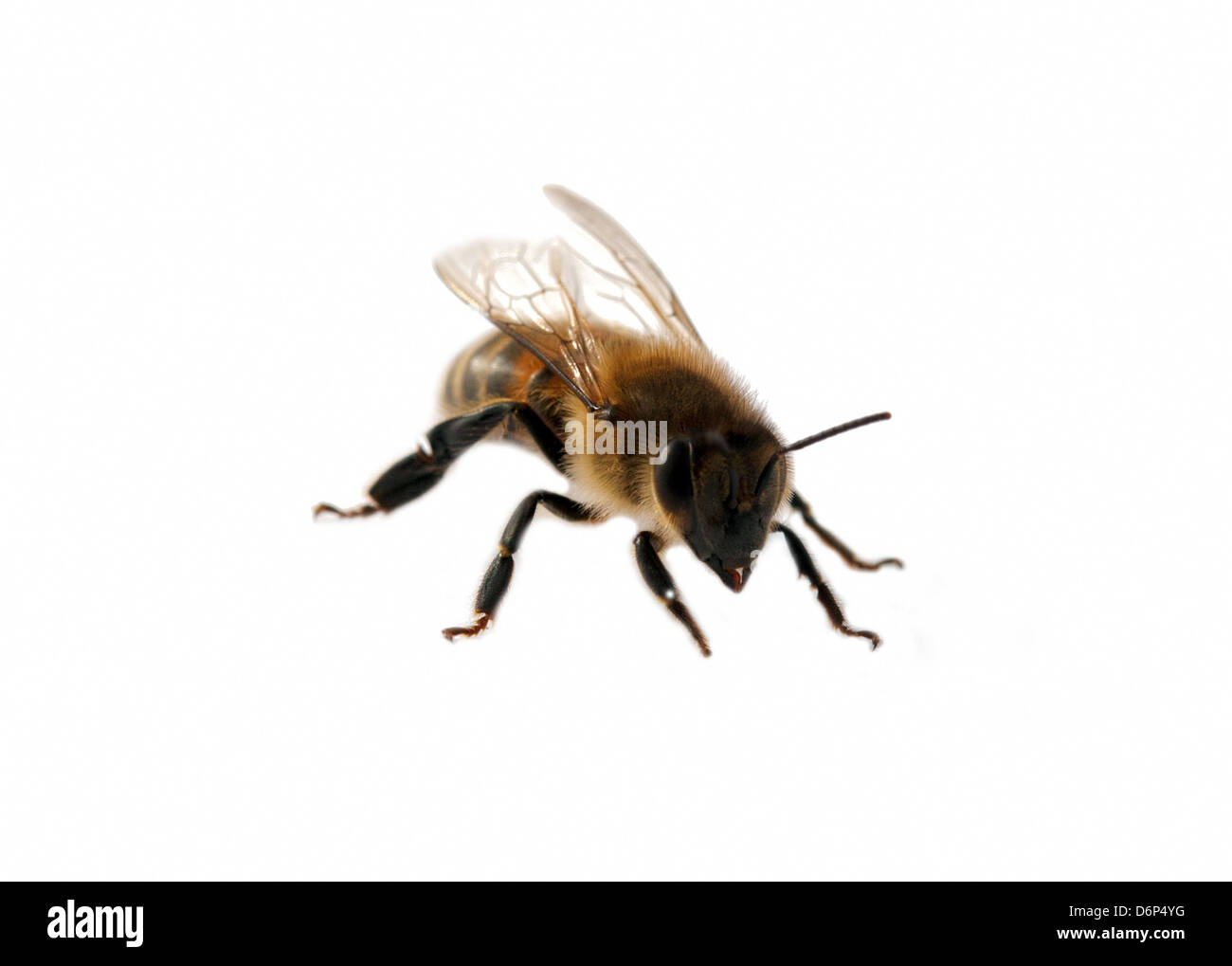 small bee isolated on white background Stock Photo - Alamy