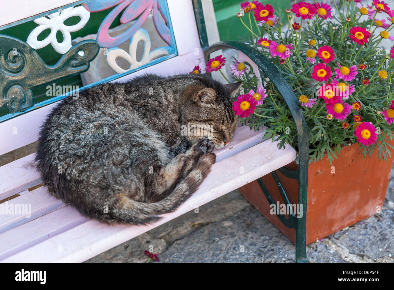 Cat sleeping on a bench next to flowers Stock Photo - Alamy