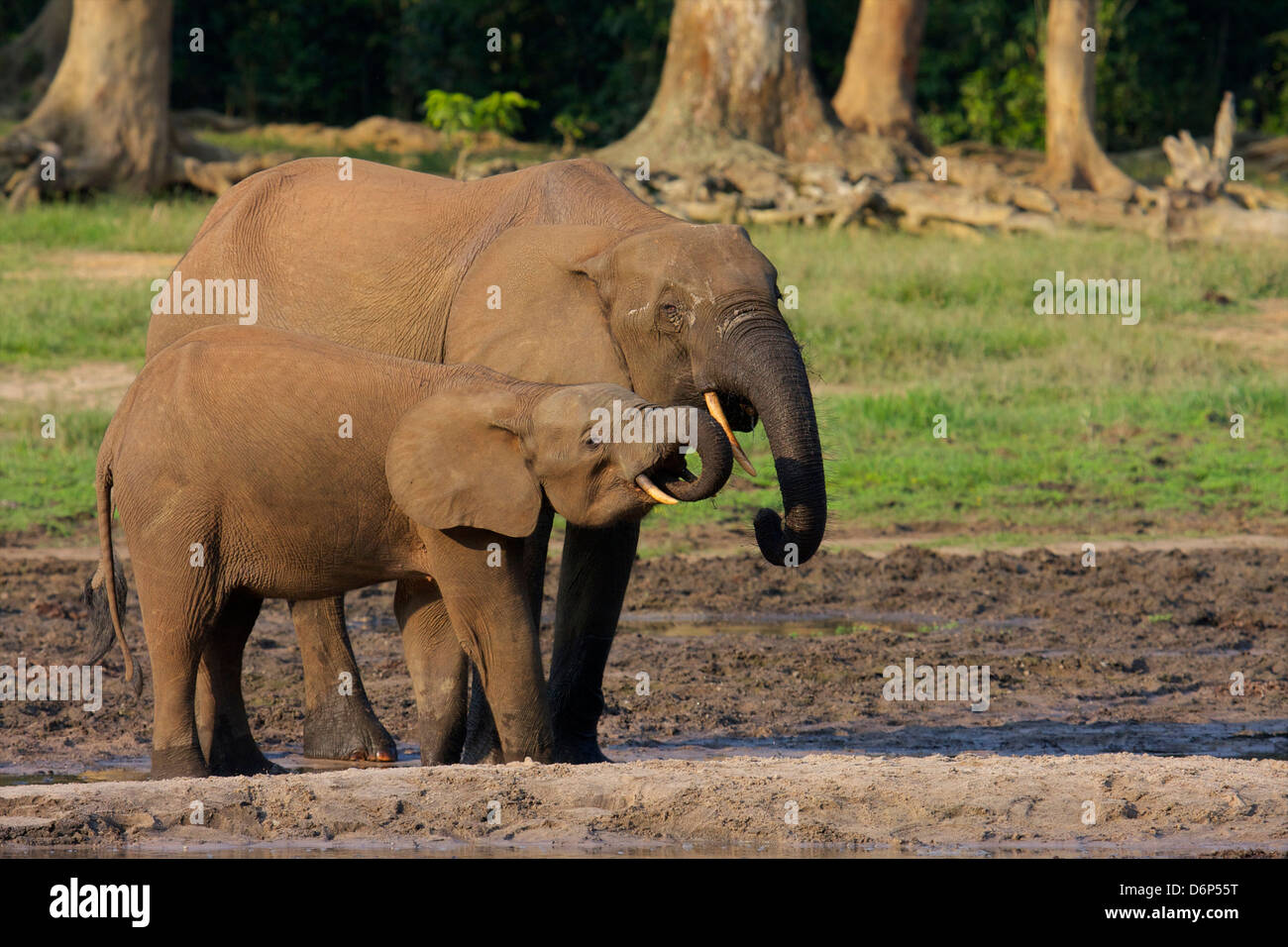 Forest Elephants ,mother and Calf, digging minerals (Loxodonta cyclotis ...