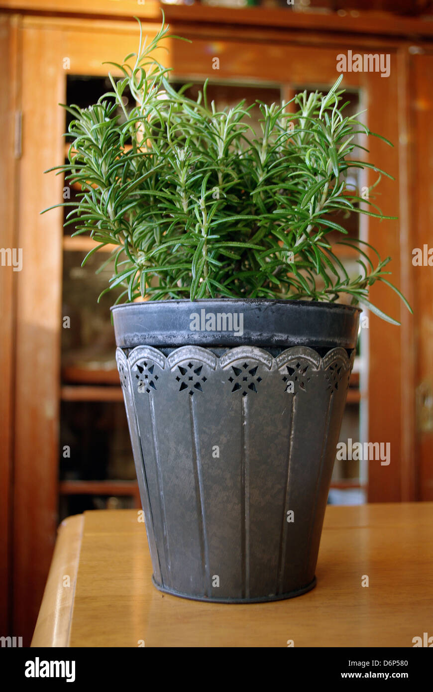Rosemary plant hi-res stock photography and images - Alamy