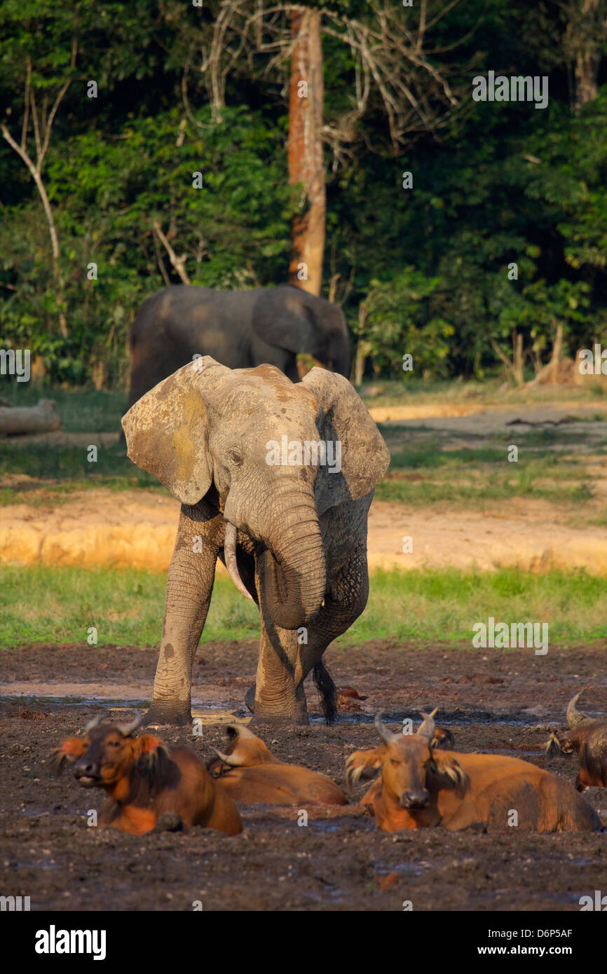 Forest Elephant digging minerals ((Loxodonta Africana cyclotis) Dzanga ...