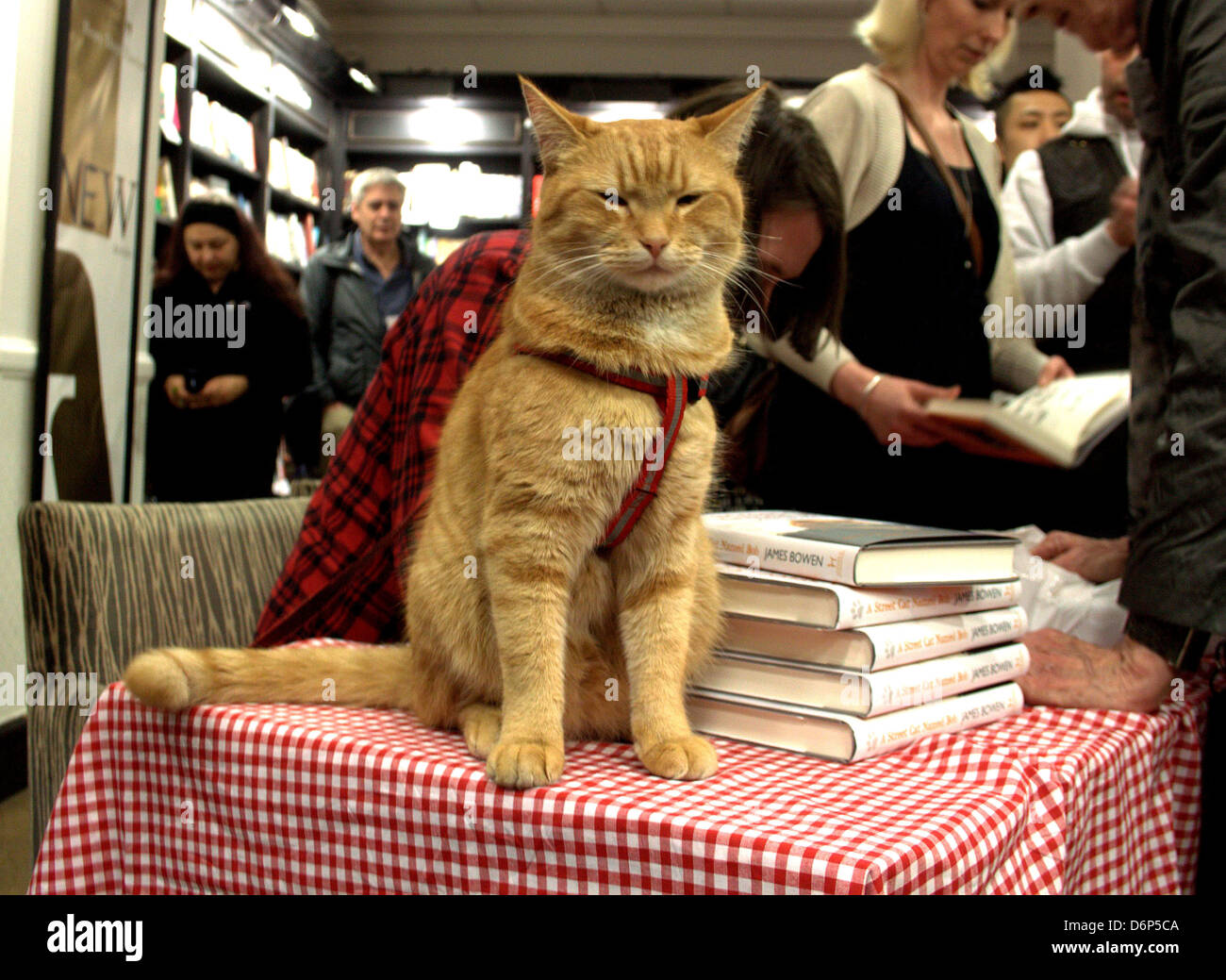 Bob the street cat James Bowen and Bob the street cat attend a busy ...