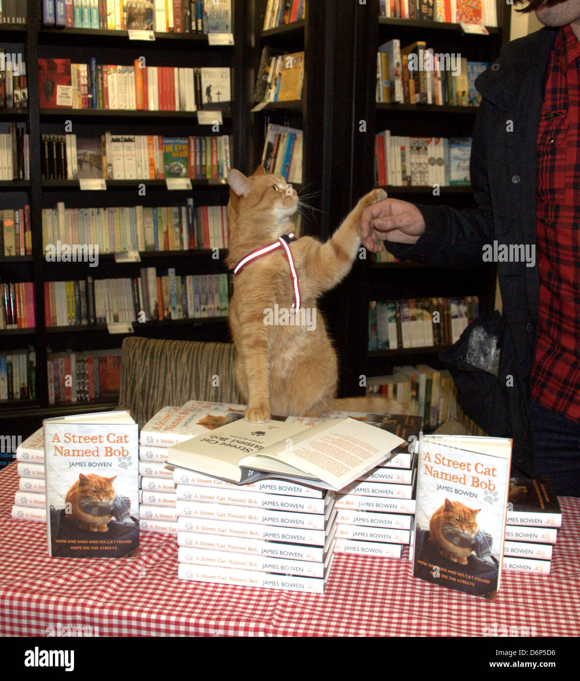 Bob the street cat James Bowen and Bob the street cat attend a busy ...