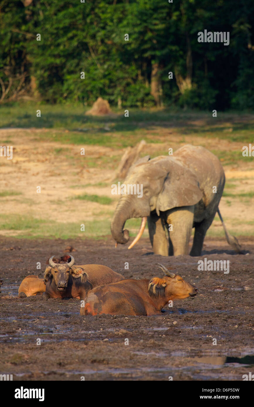 Forest Elephant digging minerals ((Loxodonta Africana cyclotis) Dzanga ...