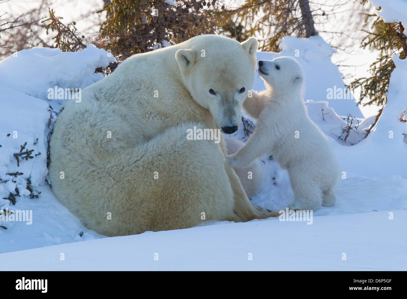 Polar bear (Ursus maritimus) and cubs, Wapusk National Park, Churchill, Hudson Bay, Manitoba ...