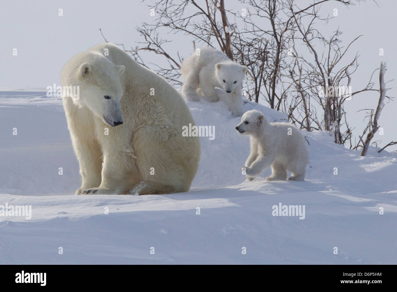 Polar bear (Ursus maritimus) and cubs, Wapusk National Park, Churchill, Hudson Bay, Manitoba ...
