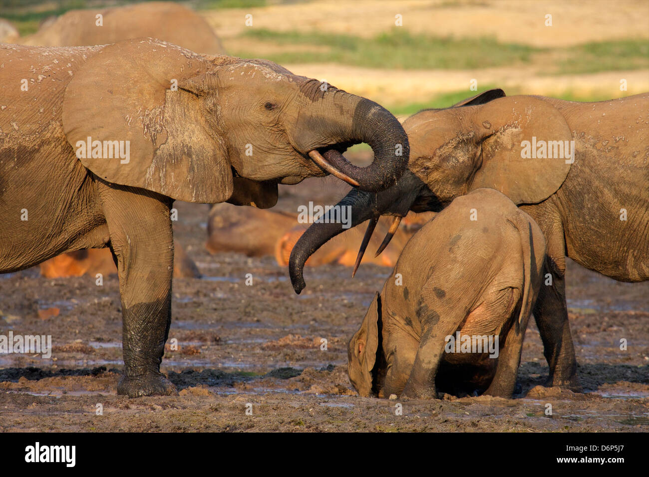 Forest Elephant family group, (Loxodonta cyclotis) digging minerals ...