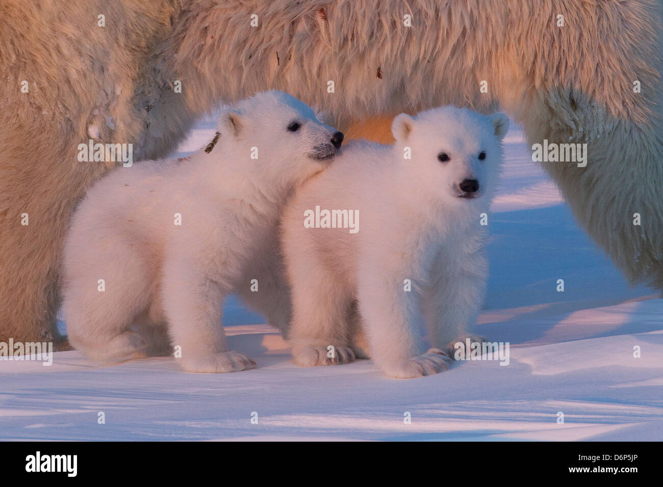Polar bear (Ursus maritimus) and cubs, Wapusk National Park, Churchill, Hudson Bay, Manitoba ...