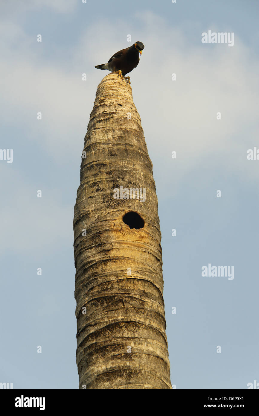 Myna nest hi-res stock photography and images - Alamy