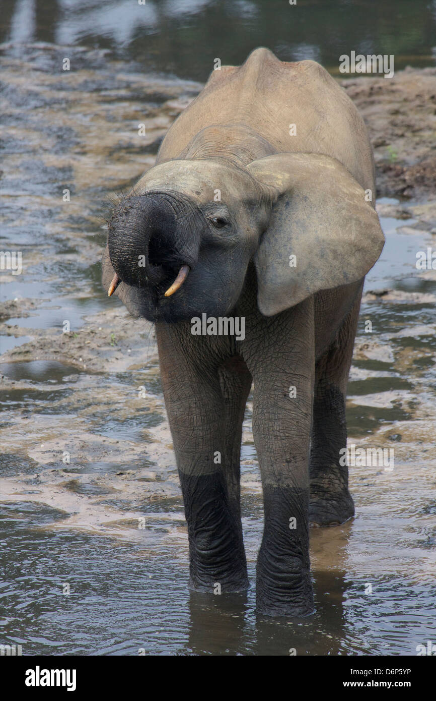 Forest Elephants ,digging minerals (Loxodonta cyclotis), Dzanga Bai ...