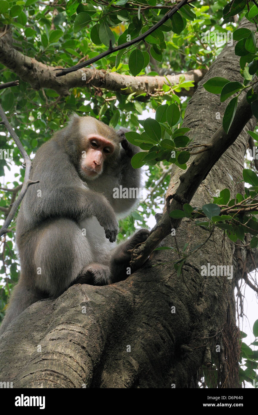 Formosan macaque (Taiwan macaque) (Macaca cyclopis) scratching its head ...