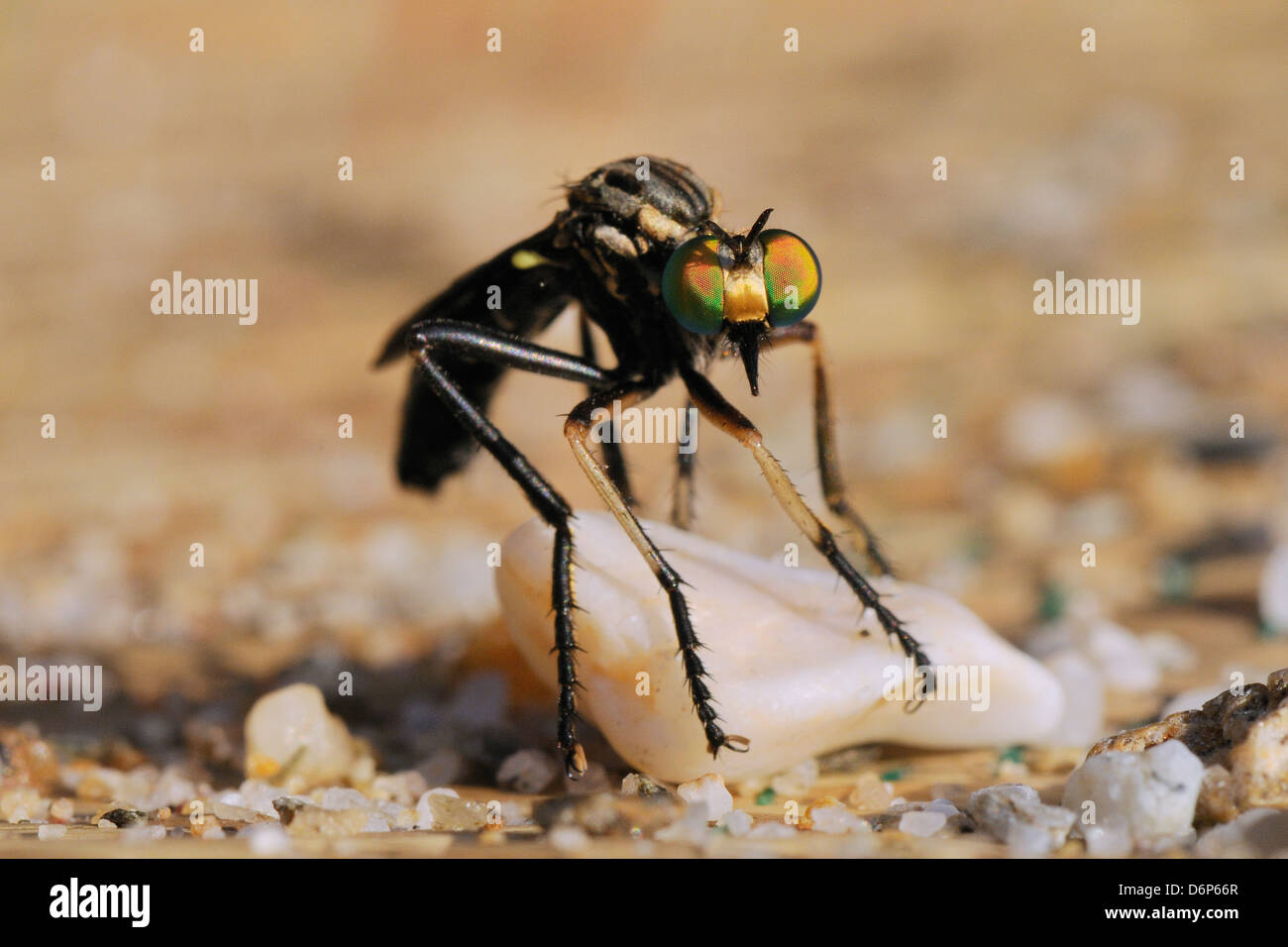Sand fly hi-res stock photography and images - Alamy