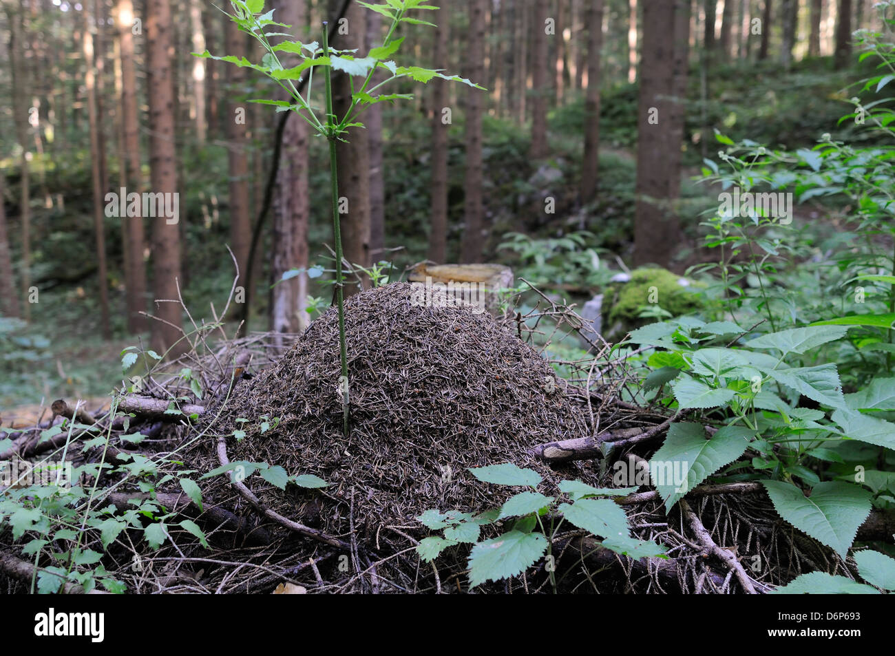 Wood ant (Formica sp.) nest in coniferous forest, Rakov Skocjan valley ...
