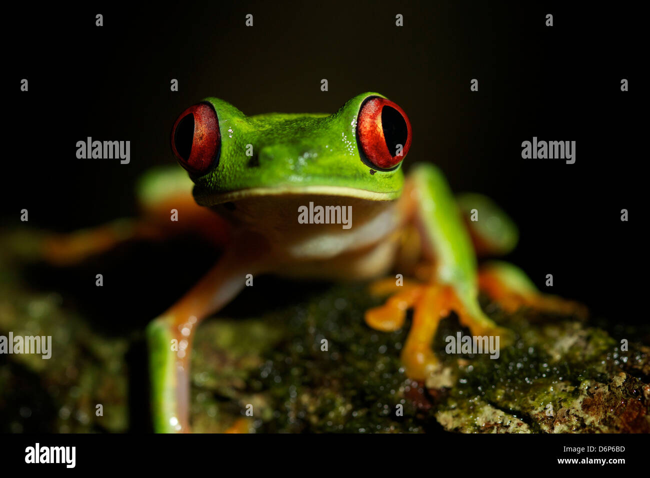 Red Eyed Tree Frog (Red-eyed Treefrog (Agalychnis callidryas)), Calling ...