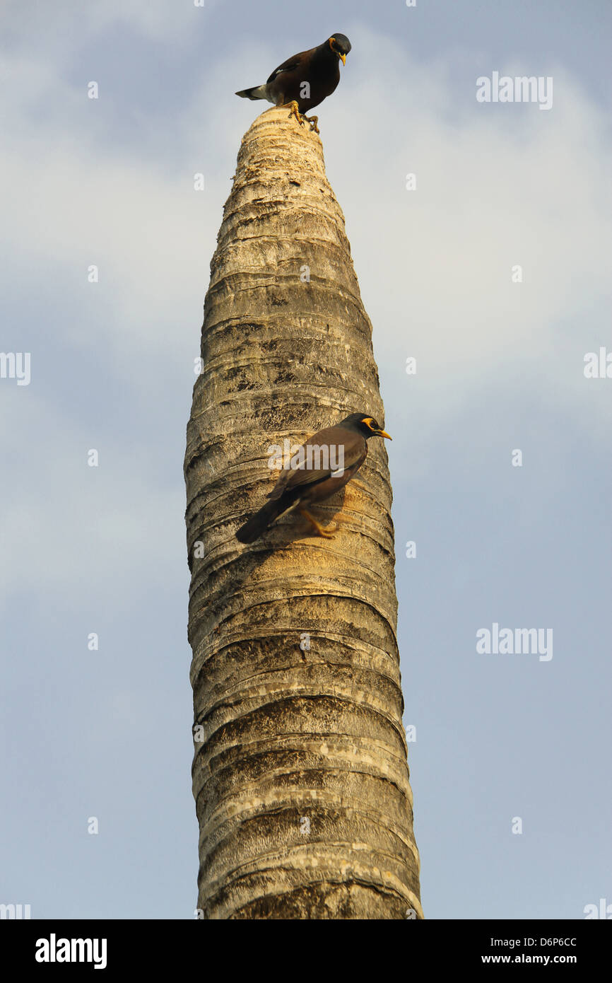 Pair of birds hi-res stock photography and images - Alamy