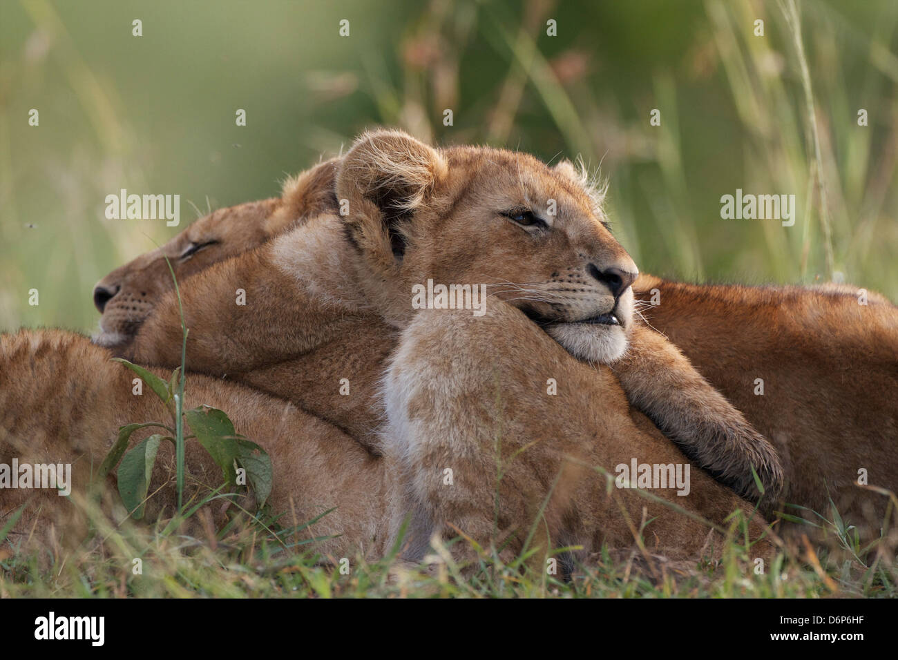 Lion Cubs (Panthera leo), Marsh pride in Grassland, Maasai Mara (Masai ...