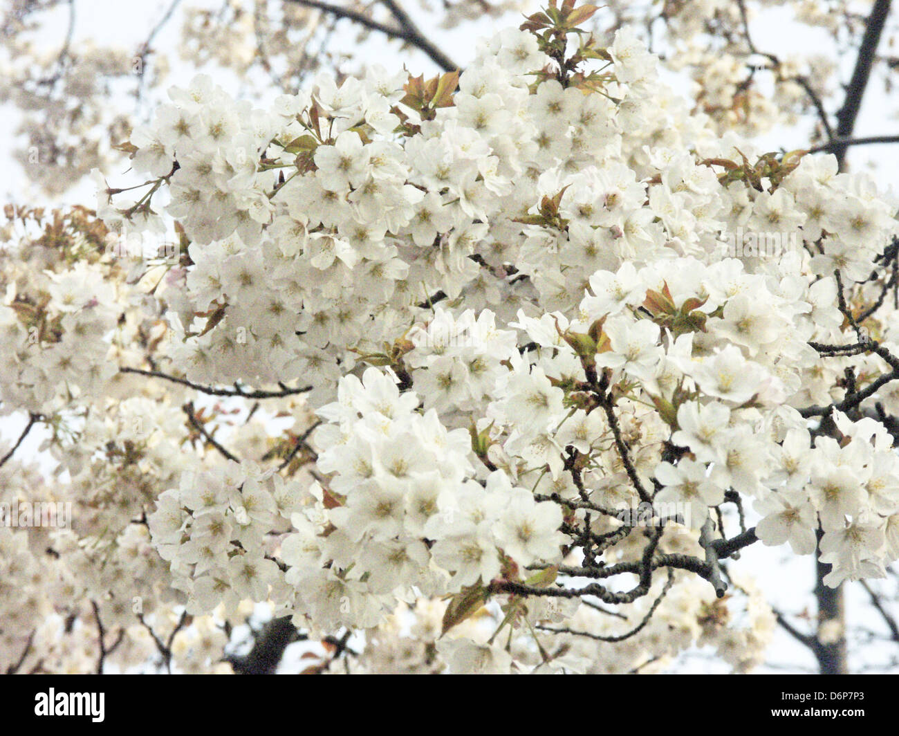 Japan, Tokyo, cherry, Yoshino cherry (Prunus × yedoensis) white cherry ... Japan, Tokyo, cherry, Yoshino cherry (Prunus × yedoensis) white cherry ...