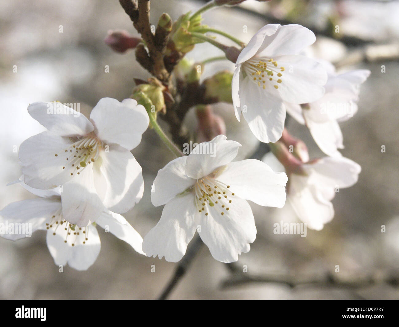 Japan, Tokyo, cherry, Yoshino cherry (Prunus × yedoensis) white cherry ...