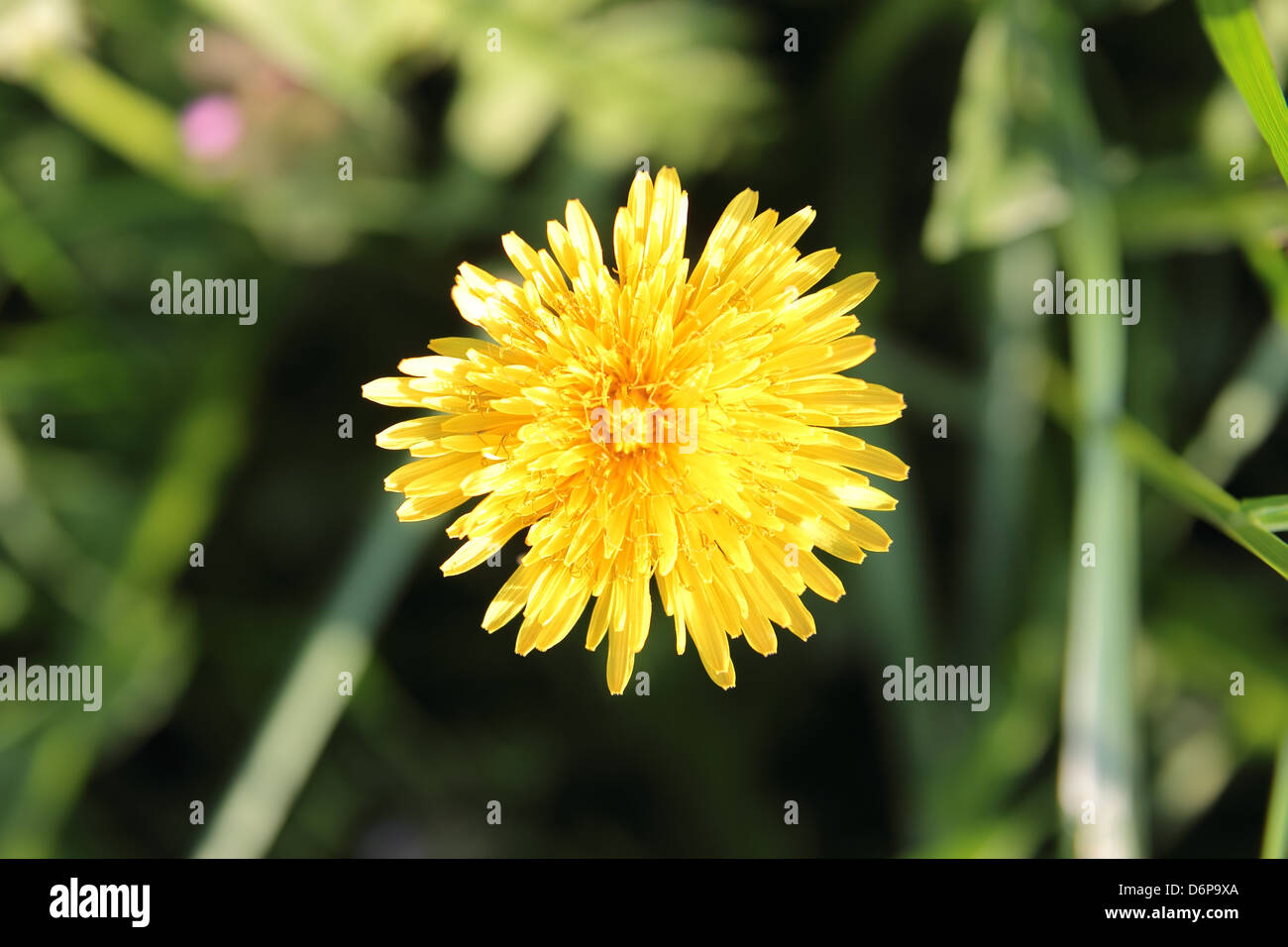 Taraxacum officinale, dandelion head in full bloom Stock Photo - Alamy