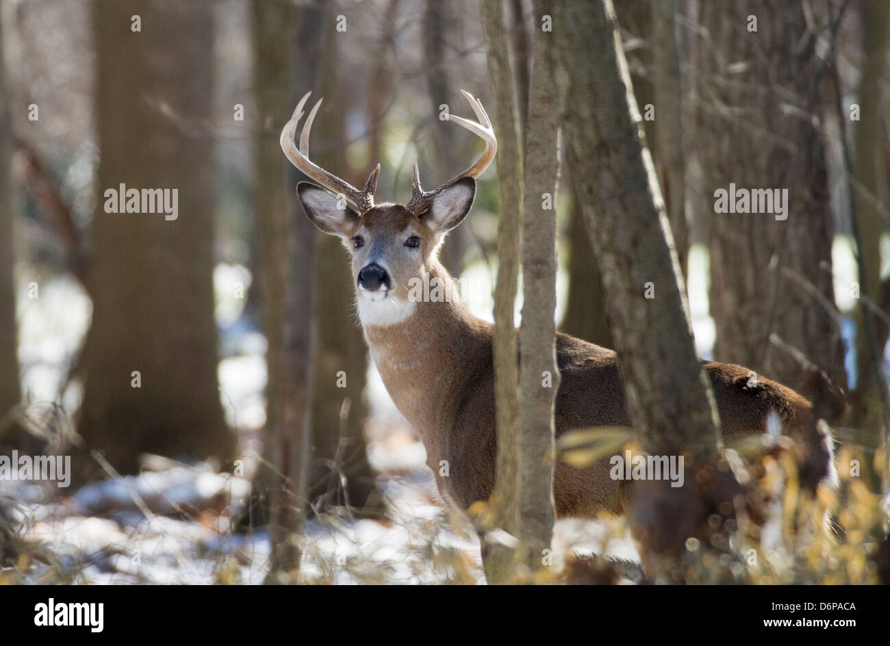 Alpha deer hi-res stock photography and images - Alamy