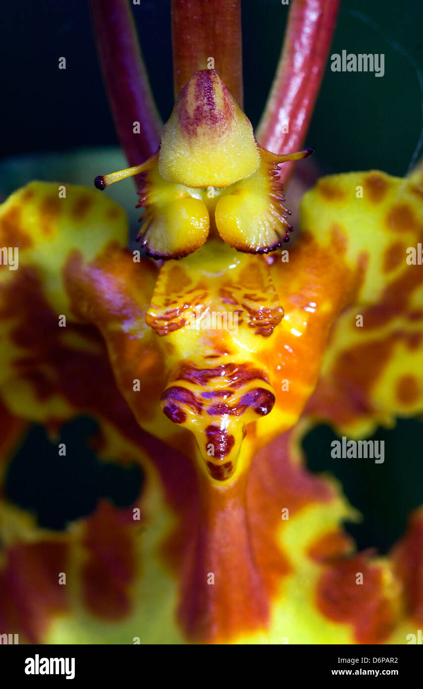 Orchid in the forest hi-res stock photography and images - Alamy