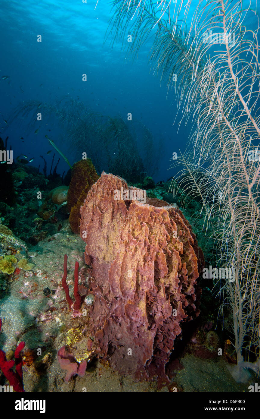 Caribbean giant barrel sponge hi-res stock photography and images - Alamy
