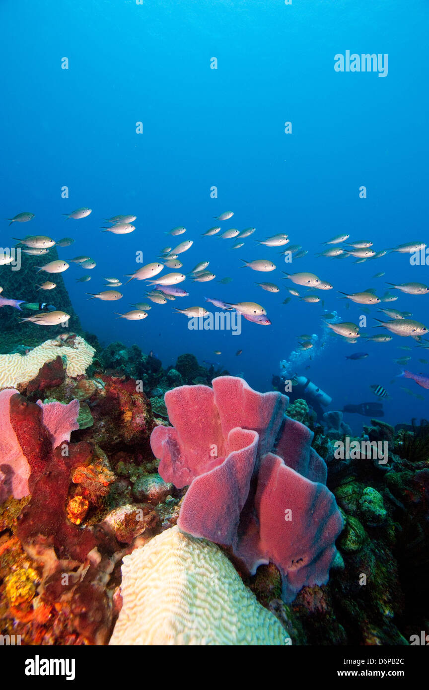 Caribbean sponges hi-res stock photography and images - Alamy