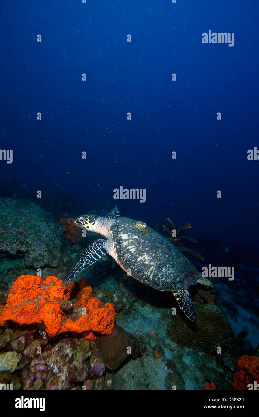 Tracking device hi-res stock photography and images - Alamy