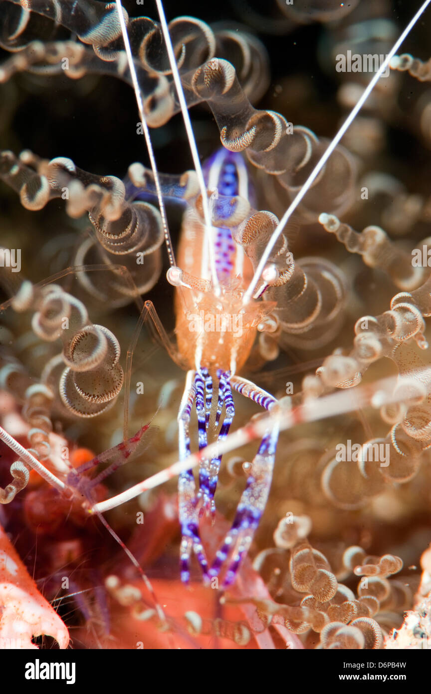 Pederson cleaner shrimp (Periclimenes pedersoni), Dominica, West Indies ...