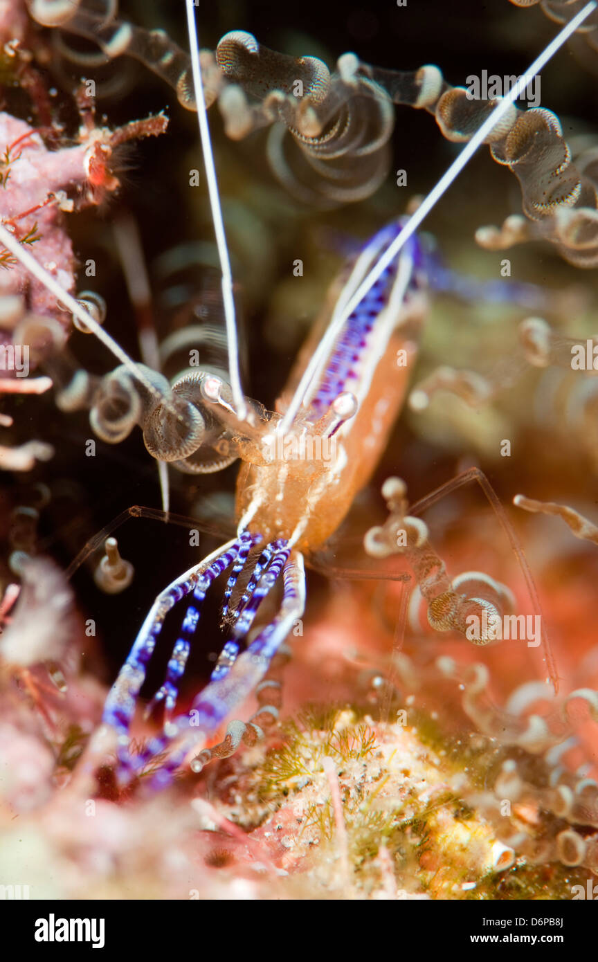Pederson cleaner shrimp (Periclimenes pedersoni), Dominica, West Indies ...