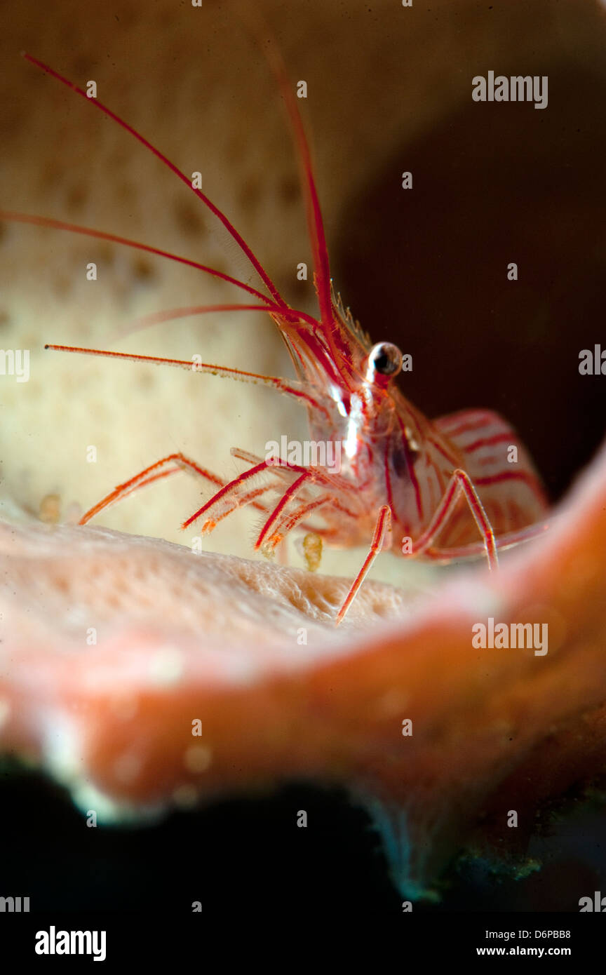 Peppermint shrimp (Lysmata wurdemanni), Dominica, West Indies ...