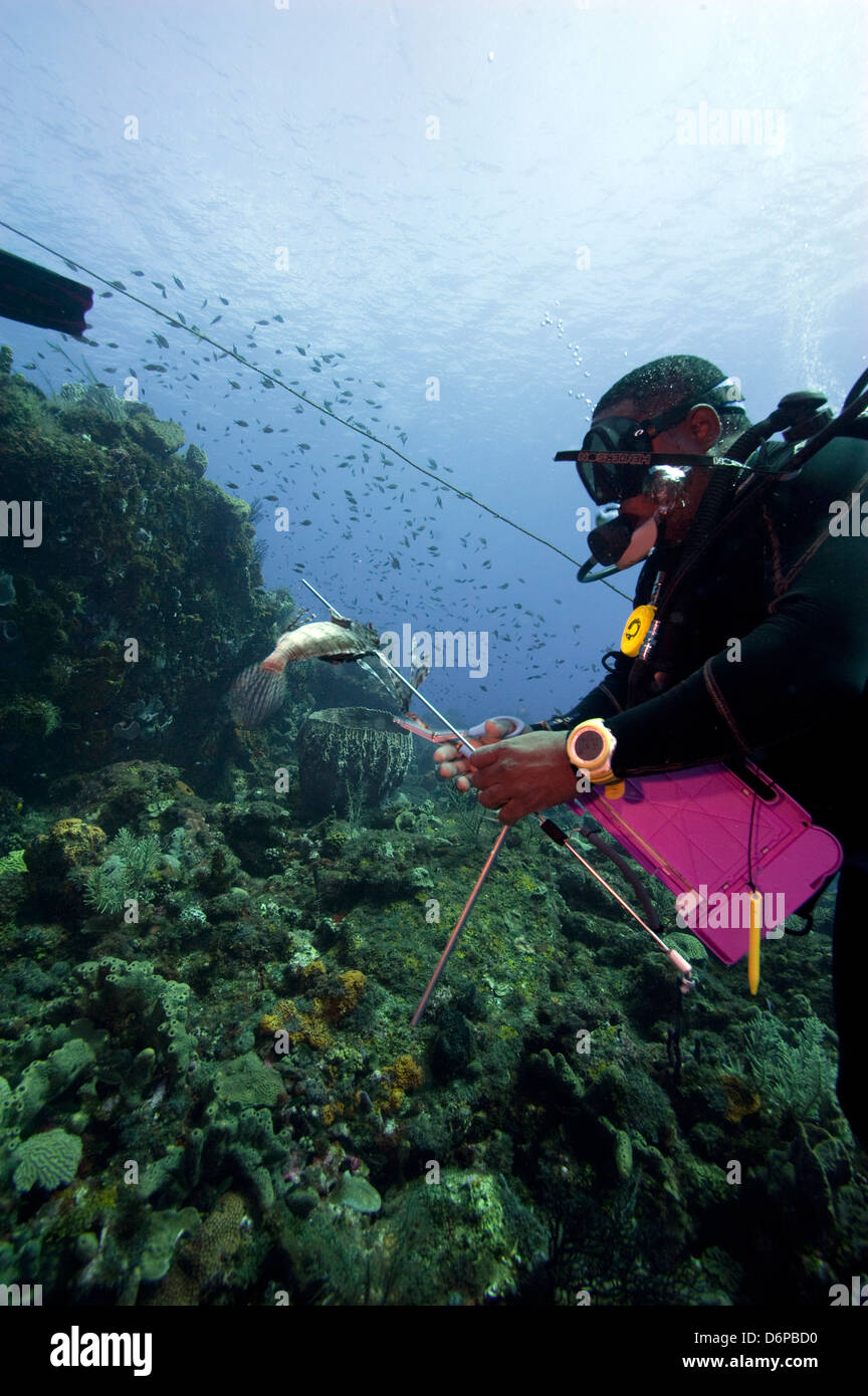 Dive guide culling Pacific lionfish which have infested the Caribbean ...