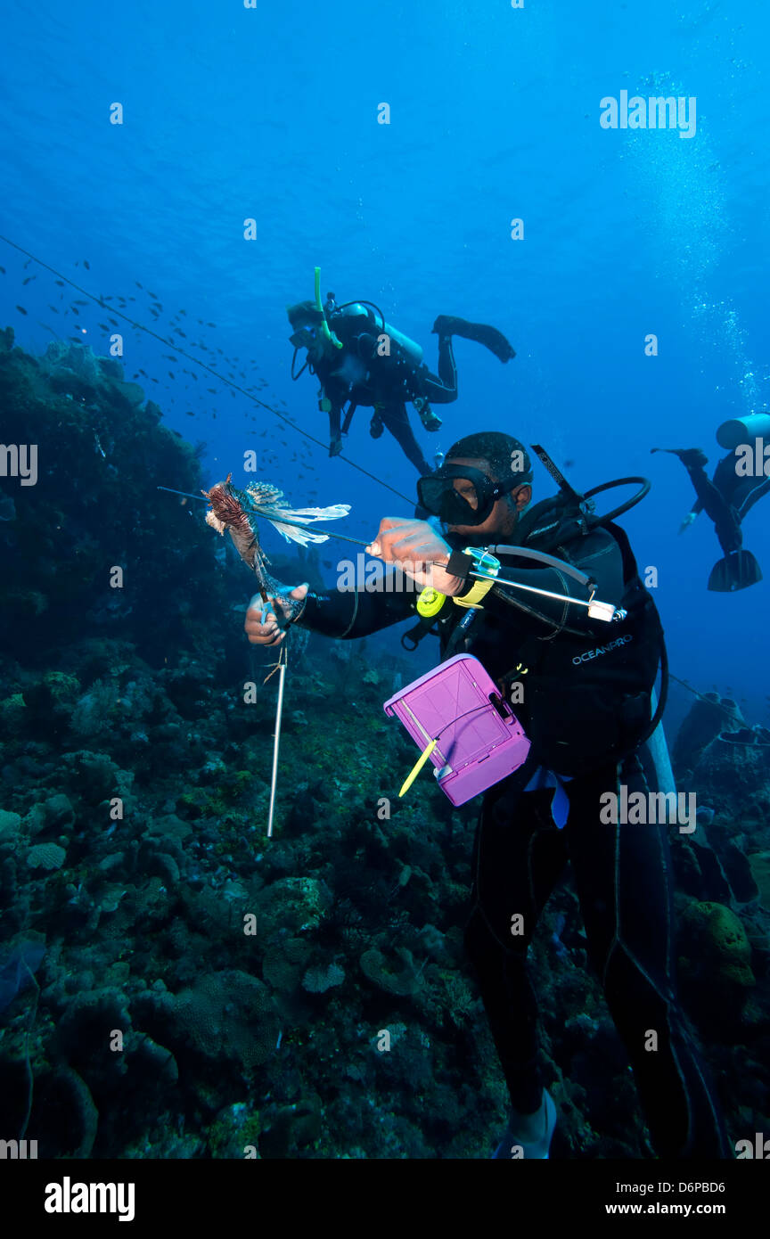 Dive guide culling Pacific lionfish which have infested the Caribbean ...