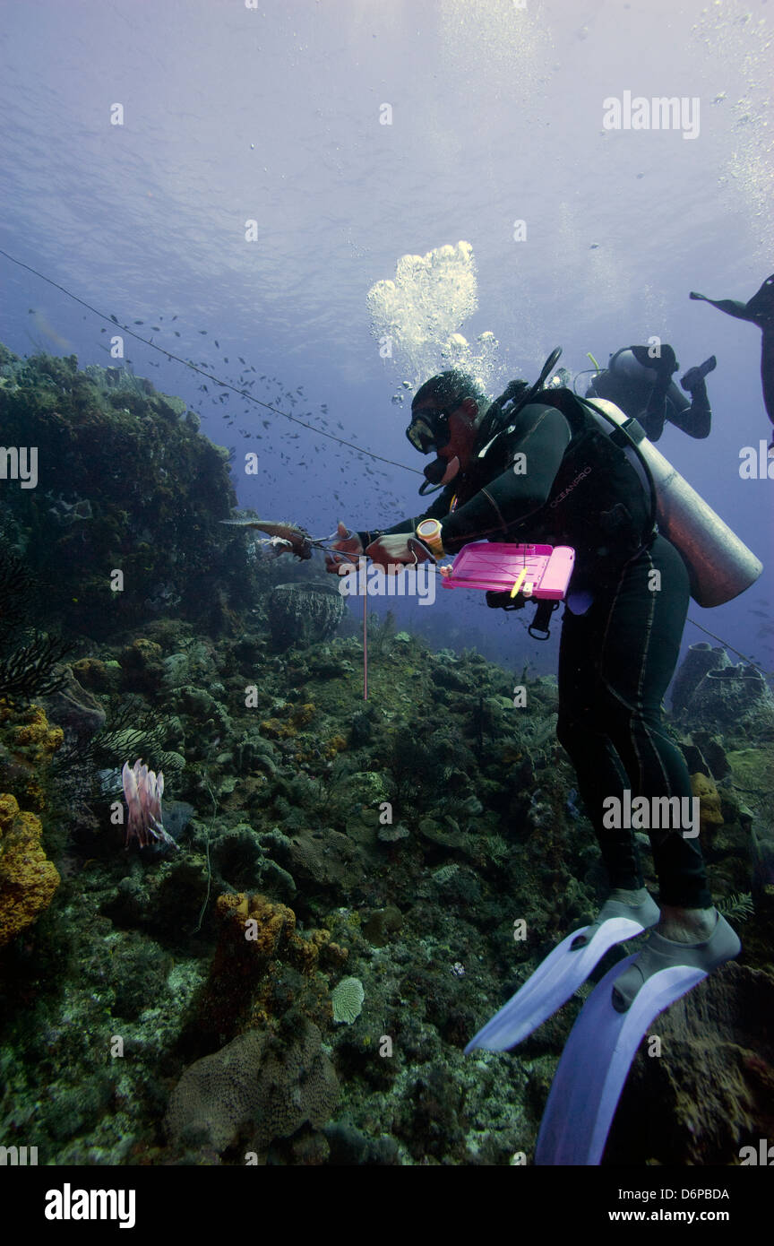 Dive guide culling Pacific lionfish which have infested the Caribbean ...
