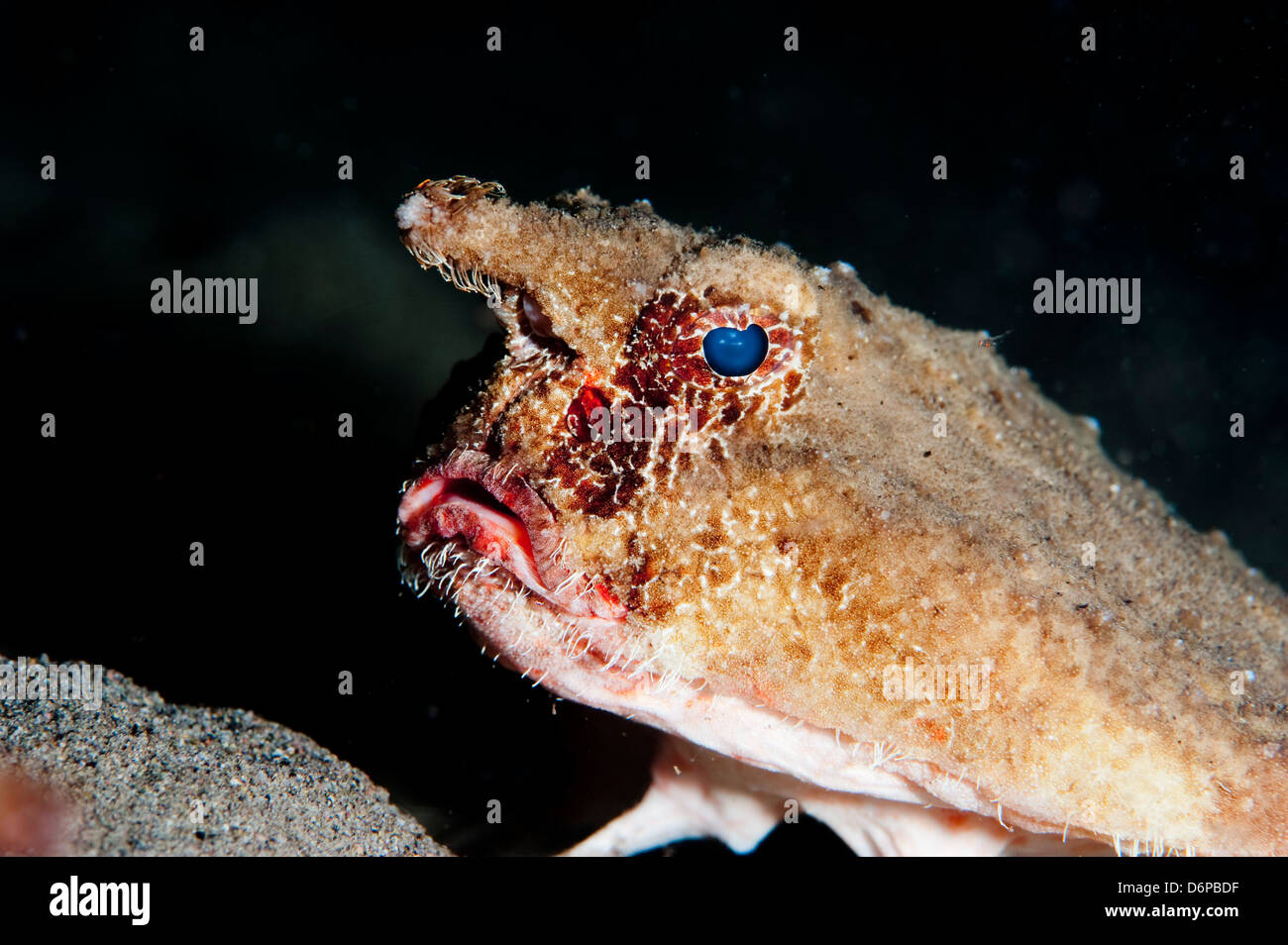 Longnose Batfish