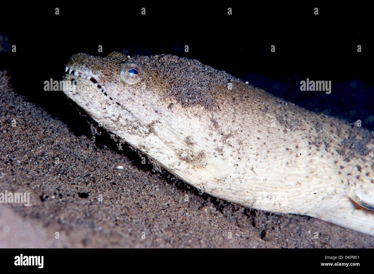 Spotted snake High Resolution Stock Photography and Images - Alamy